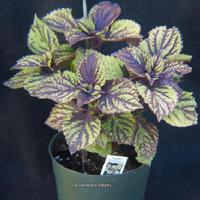 Photo of the entire plant of Coleus (Coleus scutellarioides 'Fishnet ...
