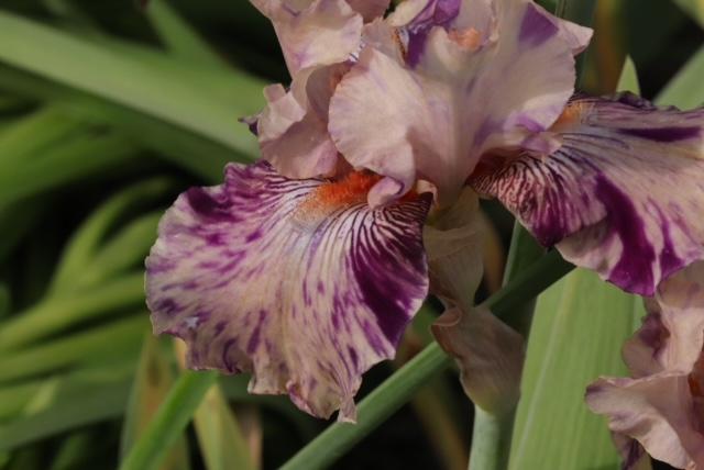 Broken Color Appreciation in the Irises forum - Garden.org