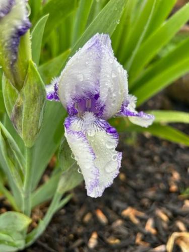 Broken Color Appreciation in the Irises forum - Garden.org
