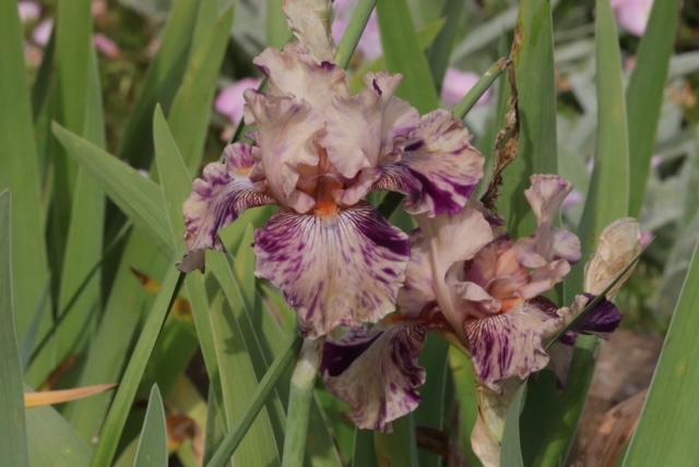 Broken Color Appreciation in the Irises forum - Garden.org
