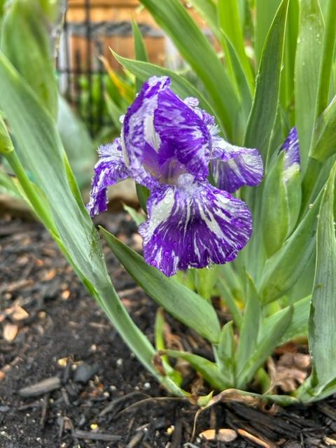 Broken Color Appreciation in the Irises forum - Garden.org