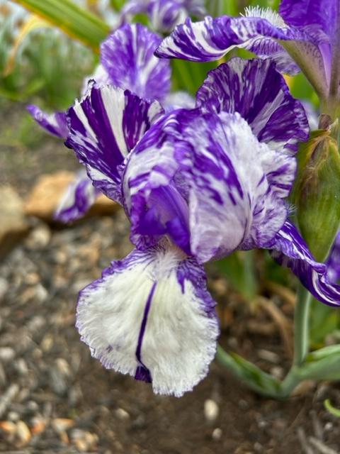 Broken Color Appreciation in the Irises forum - Garden.org