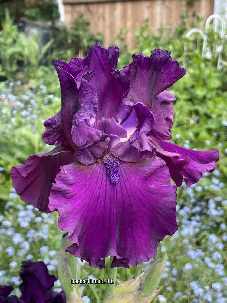 Tall Bearded Iris (Iris 'Wine Time') in the Irises Database - Garden.org