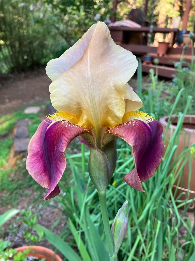Photo of the bloom of Tall Bearded Iris (Iris 'Broadway Star') posted by lharvey16 - Garden.org