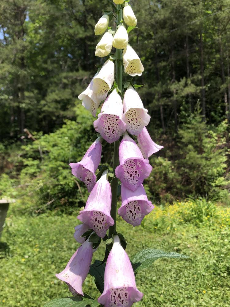 Foxglove (Digitalis purpurea Camelot™ Lavender) in the Foxgloves ...