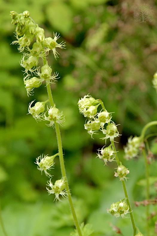 Photo of the bloom of Fringe Cups (Tellima grandiflora) posted by ...