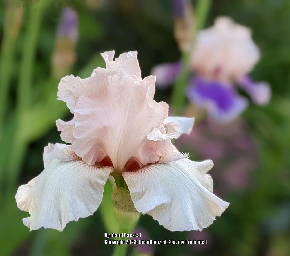 Tall Bearded Iris (Iris 'Mary and John') in the Irises Database ...
