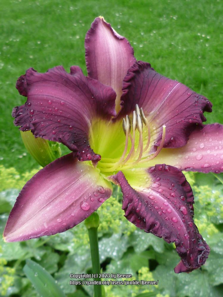 Photo of the bloom of Daylily (Hemerocallis 'Dream Sequence') posted by Beewe - Garden.org