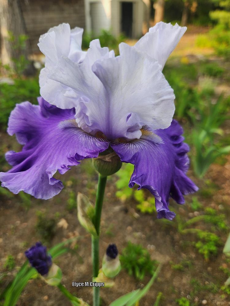 Tall Bearded Iris (Iris 'Anchor in the Waves') in the Irises Database ...