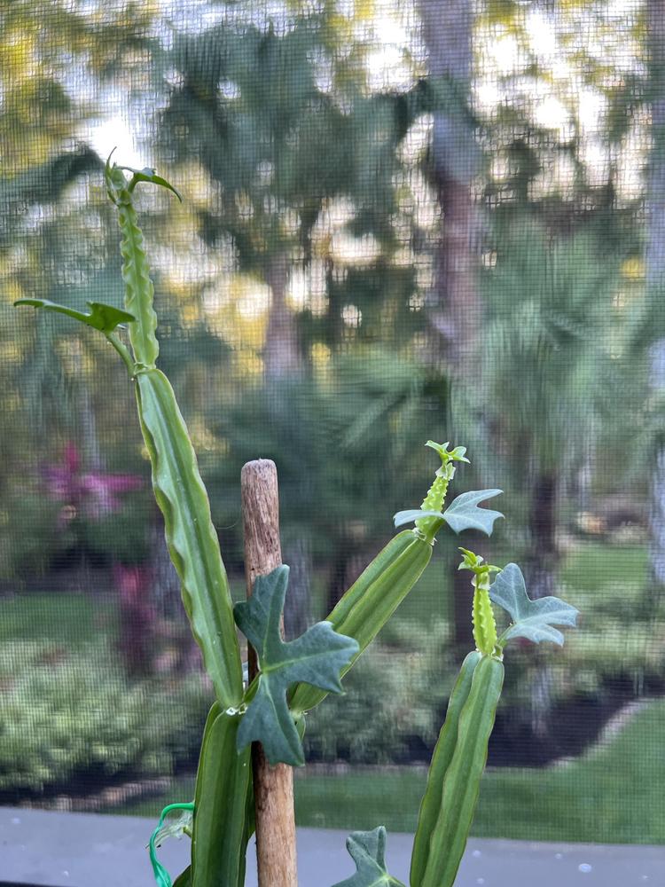 Cucumber Cactus (Cissus cactiformis) - Garden.org