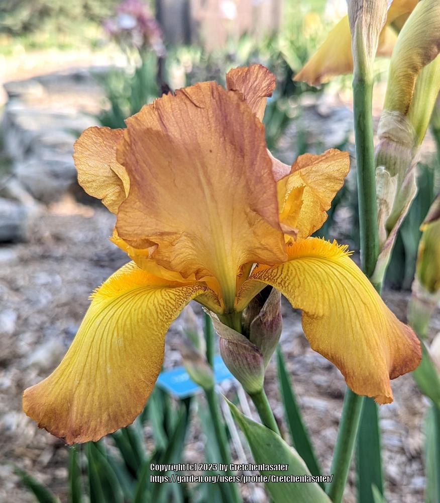 Tall Bearded Iris (Iris 'Changing Lights') in the Irises Database ...