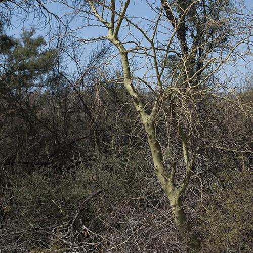 Palo Brea (Parkinsonia praecox) - Garden.org