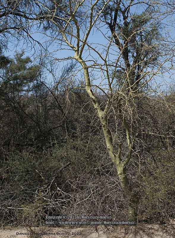 Palo Brea (Parkinsonia praecox) - Garden.org