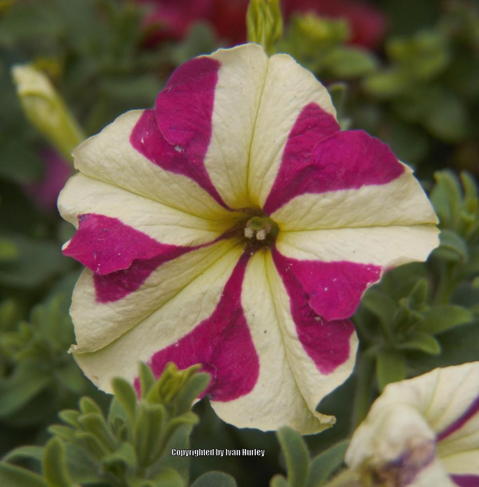 Grandiflora Petunia (Petunia Sophistica® Lime Bicolor) in the Petunias ...