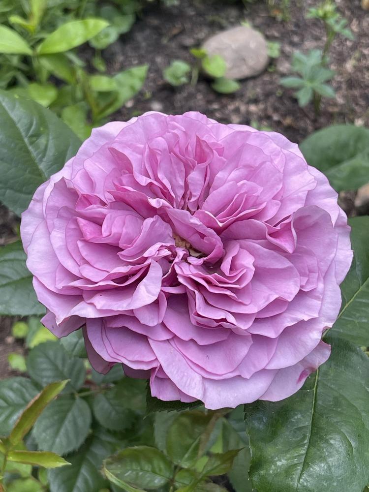 Photo of the bloom of Rose (Rosa 'Lavender Ice') posted by MargitVienna ...