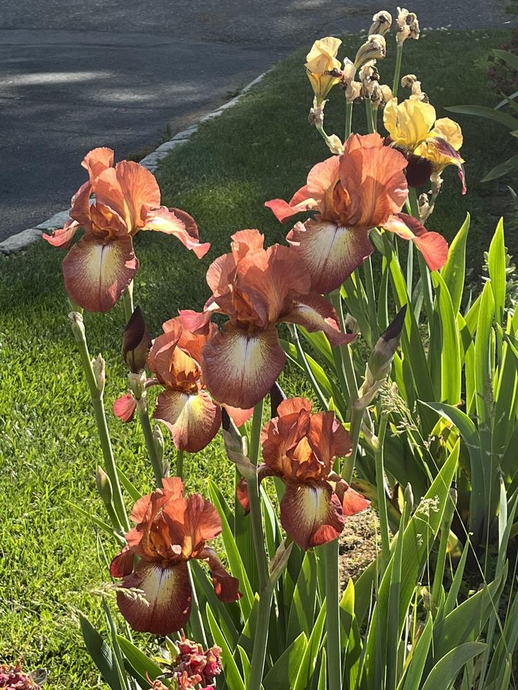 Tall Bearded Iris (Iris 'Villa Vamp') in the Irises Database - Garden.org
