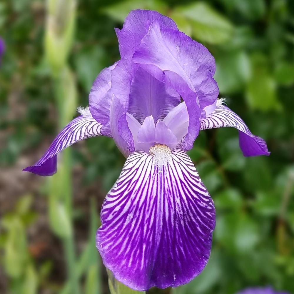 Photo of the bloom of Tall Bearded Iris (Iris 'Faustine') posted by ...