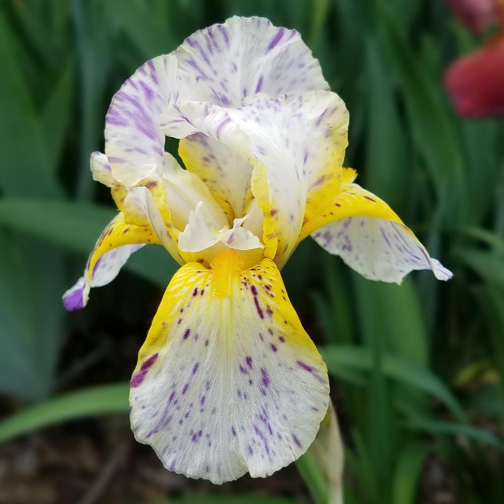 Photo of the bloom of Border Bearded Iris (Iris 'Minnesota Mixed-Up Kid') posted by OrganicJen ...