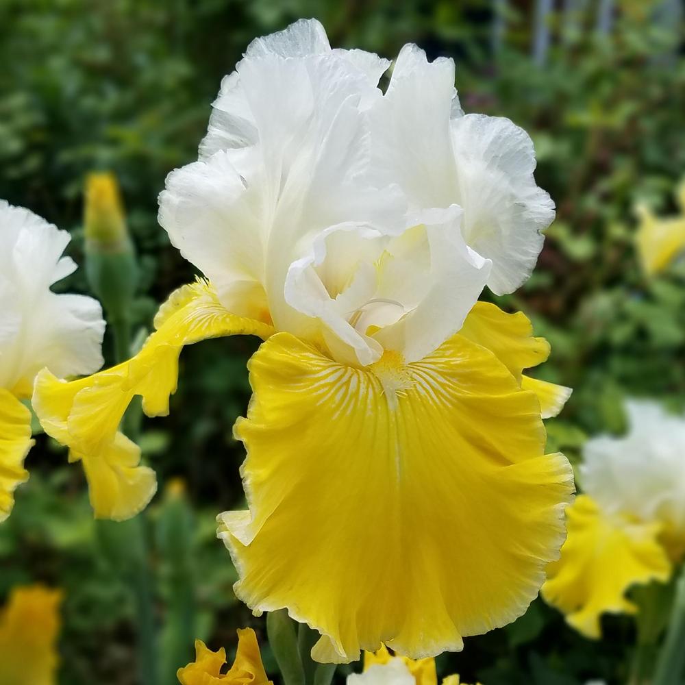 Photo of the bloom of Tall Bearded Iris (Iris 'Lemon Cloud') posted by ...
