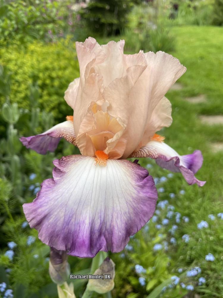 Tall Bearded Iris (Iris 'Poesie') in the Irises Database - Garden.org