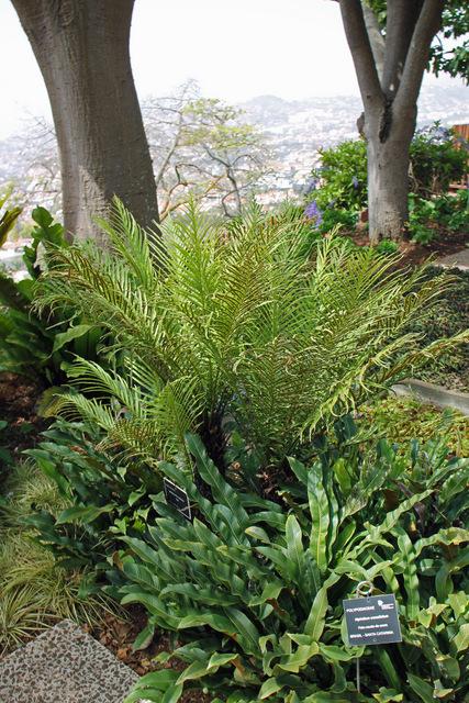 Photo of the entire plant of Red Dwarf Tree Fern (Neoblechnum ...