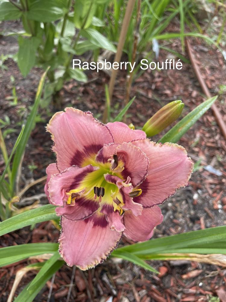 Daylily (Hemerocallis 'Raspberry Souffle') in the Daylilies Database ...