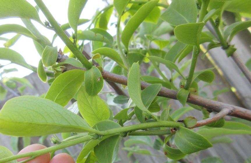 Photo of the closeup of buds, sepals and receptacles of American ...