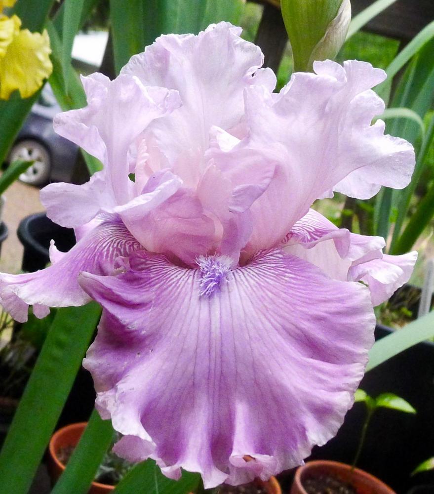 Photo of the bloom of Tall Bearded Iris (Iris 'Bashful Look') posted by ...