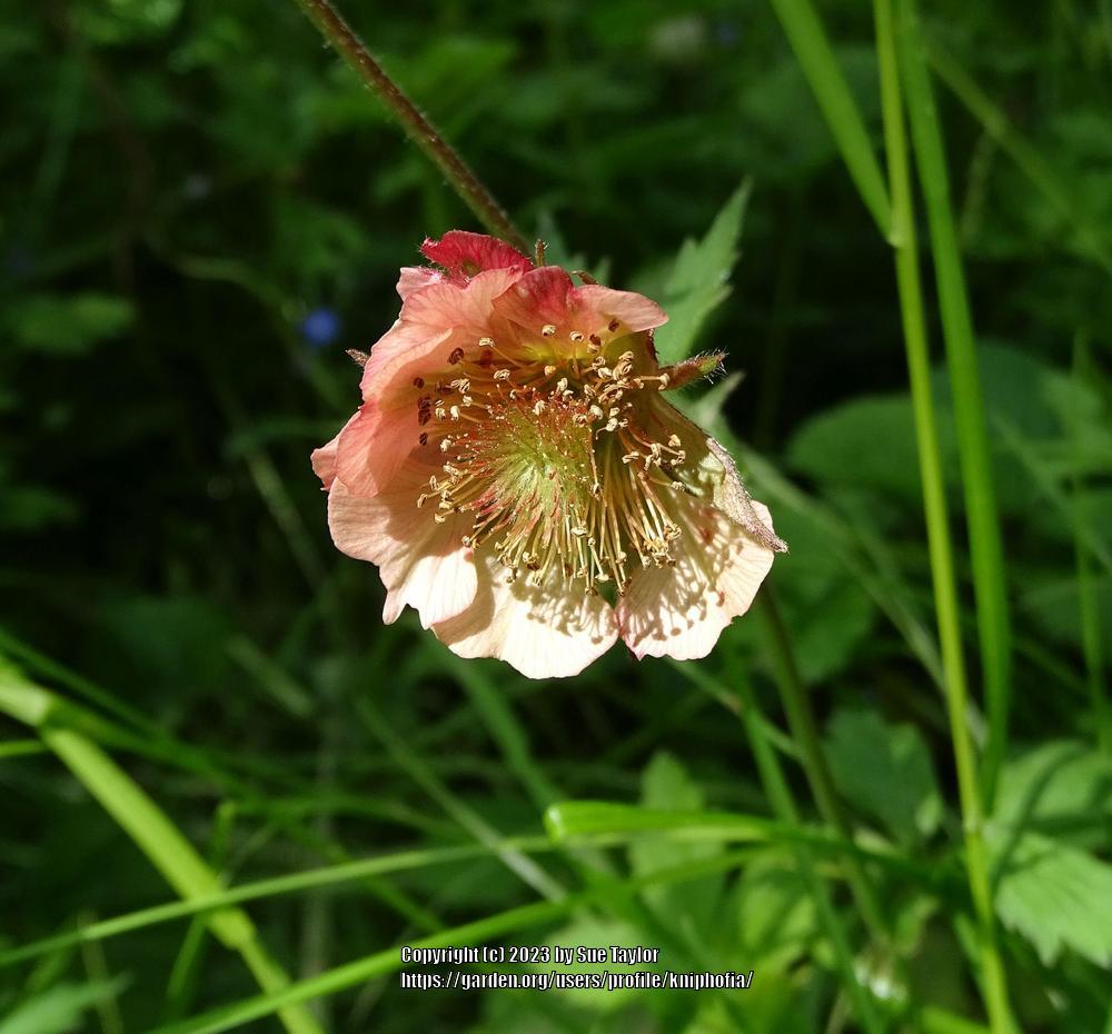 Photo of the bloom of Bog Avens (Geum rivale) posted by kniphofia ...