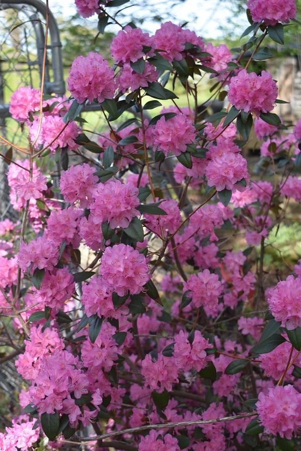 Photo of the bloom of Rhododendron 'Olga Mezitt' posted by pixie62560 ...