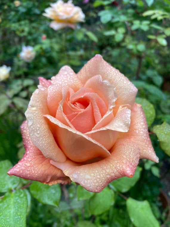 Rose (Rosa 'Helen Traubel') in the Roses Database - Garden.org