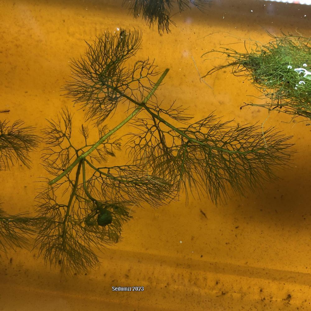 Photo of the entire plant of Bladderwort (Utricularia inflata) posted ...