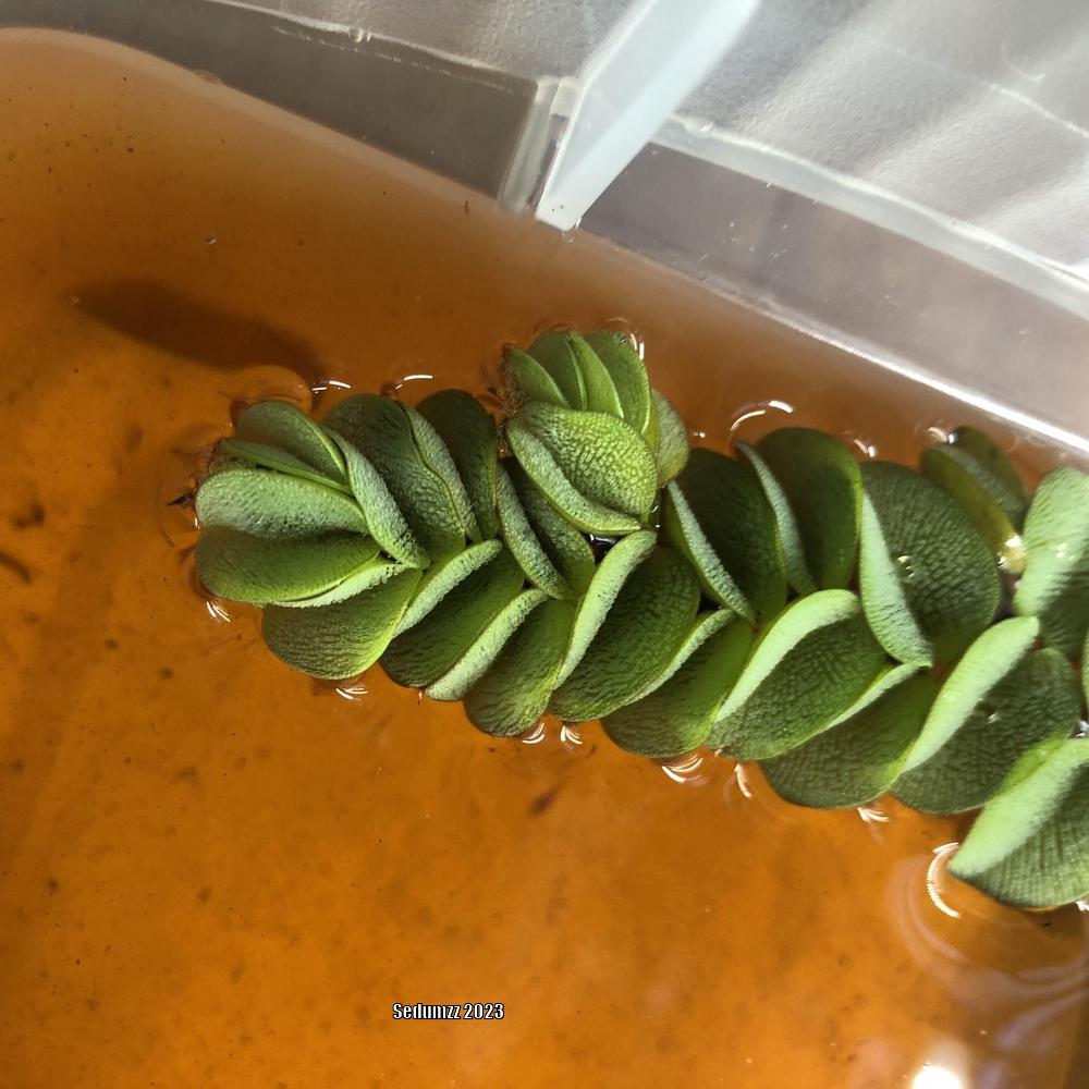 Photo of the entire plant of Water Spangles (Salvinia natans) posted by ...