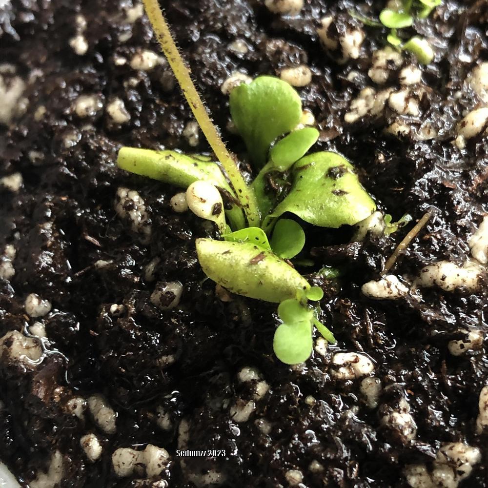 Photo of the entire plant of Corkscrew Plant (Genlisea violacea) posted ...