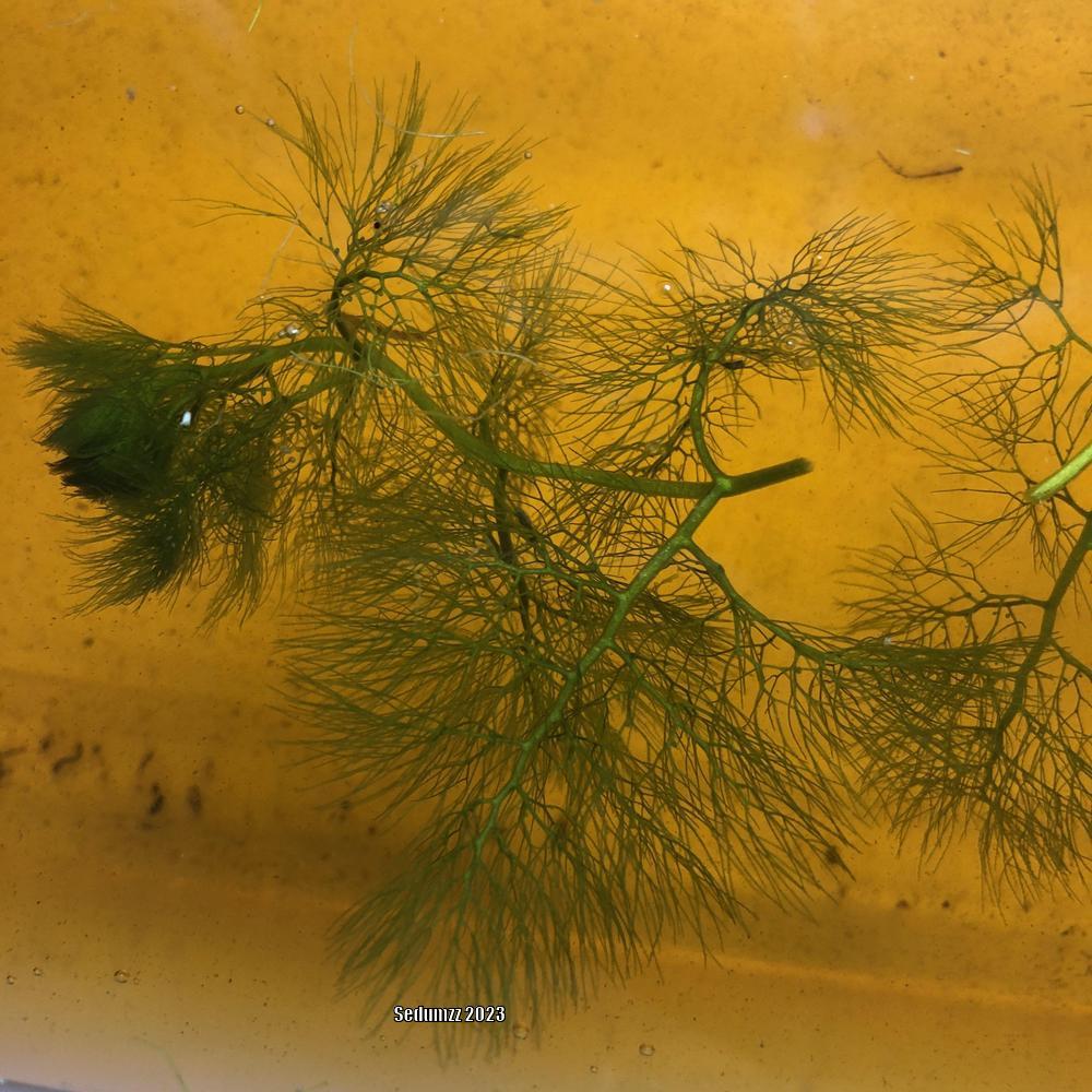 Photo of the entire plant of Floating bladderwort (Utricularia inflata ...