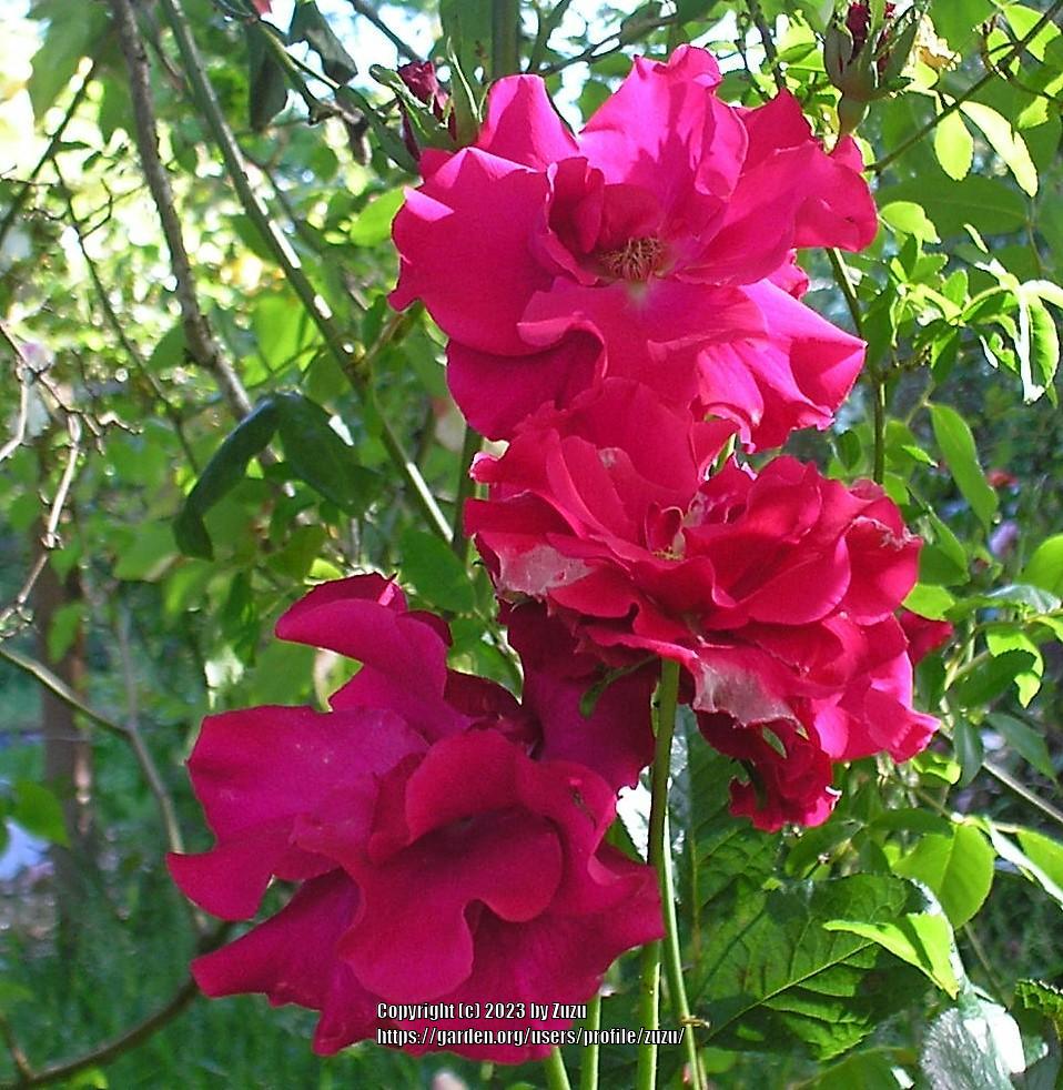 Rose (Rosa 'Permanent Wave') in the Roses Database - Garden.org