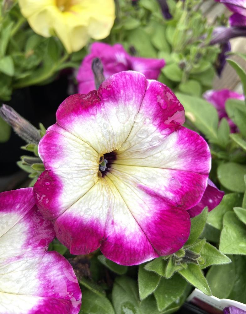 Photo of the bloom of Petunia Crazytunia® Magenta Storm posted by Calif ...