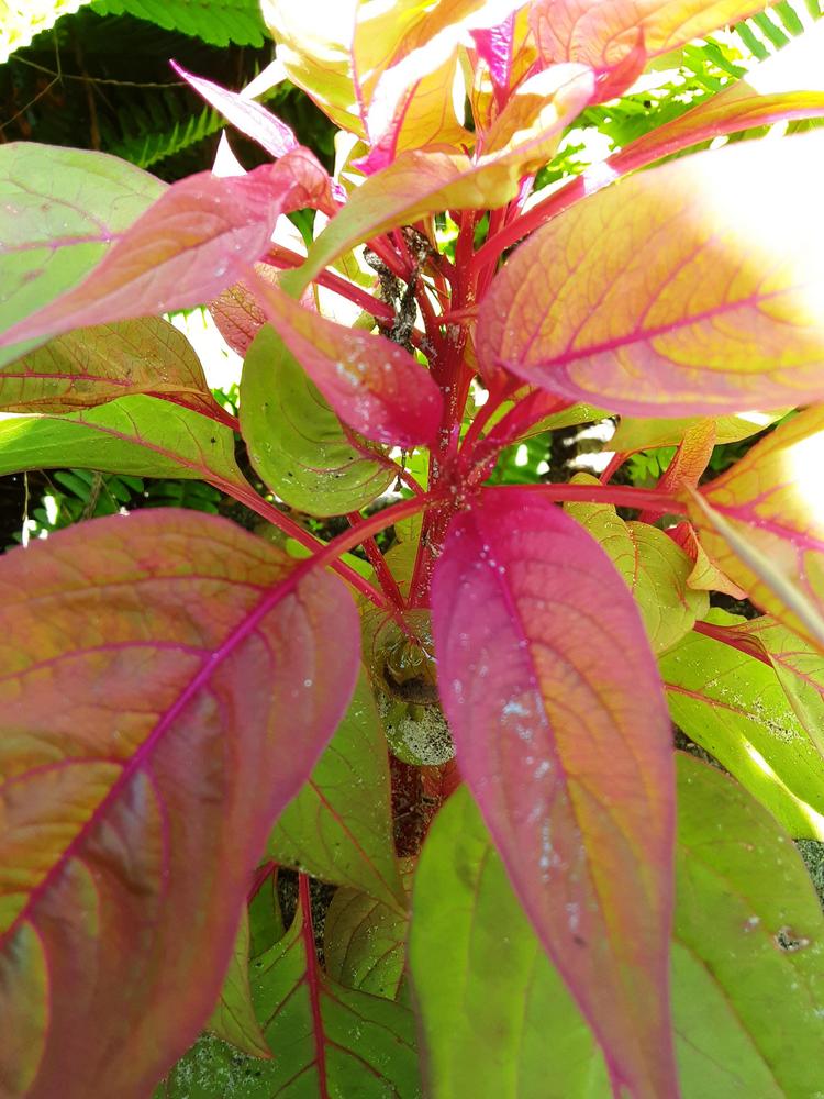 What plant is this? in the Plant ID forum - Garden.org