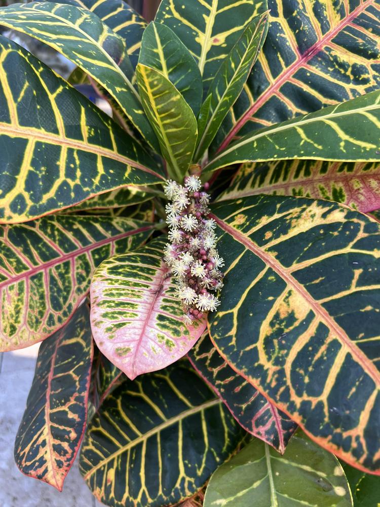 Croton (Codiaeum variegatum) in the Crotons Database - Garden.org