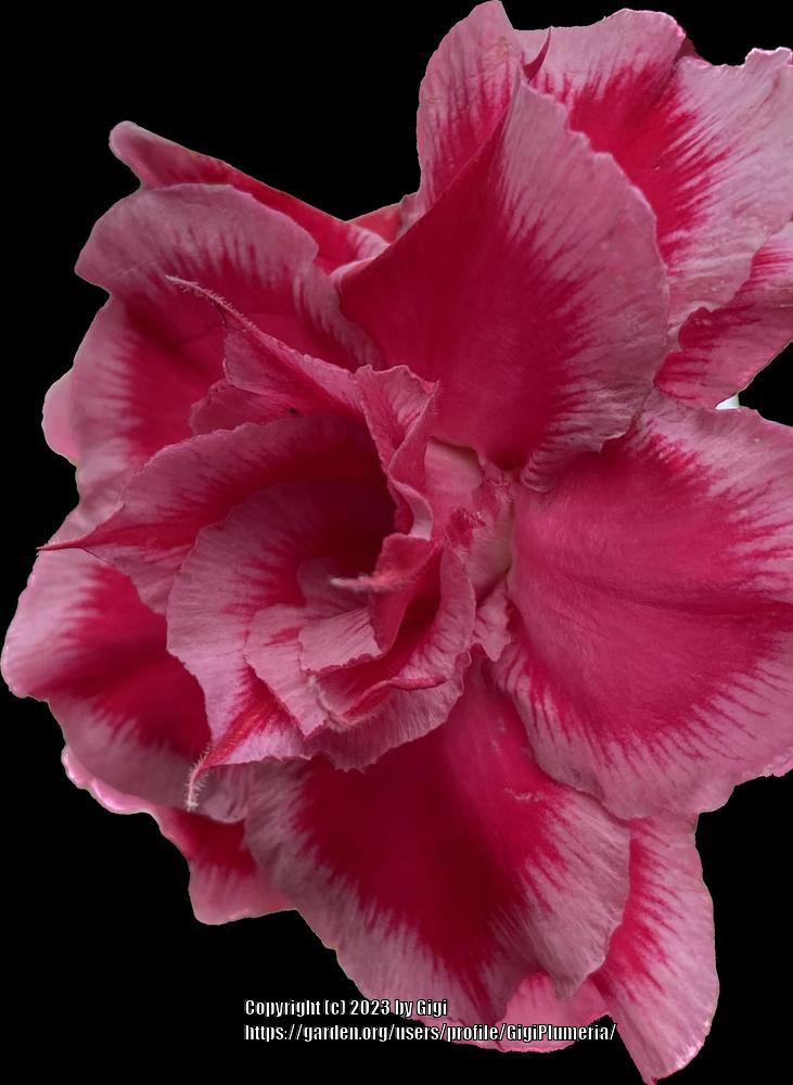 Photo of the bloom of Desert Rose (Adenium obesum 'Triple Santa Claus ...