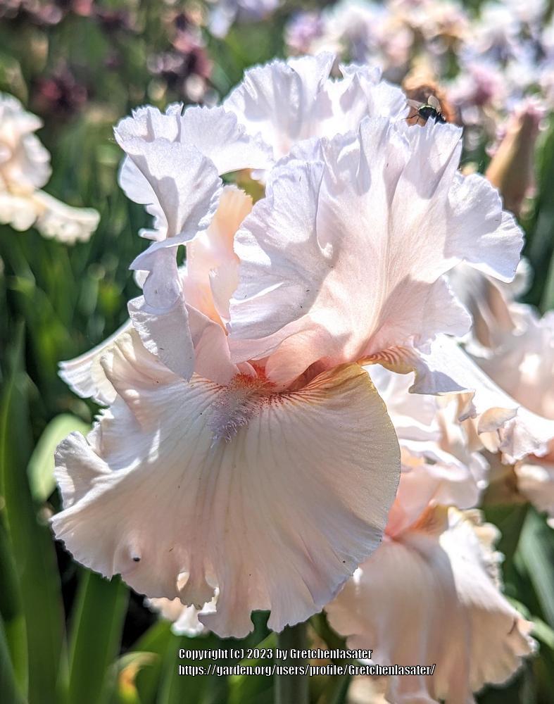Photo of the bloom of Tall Bearded Iris (Iris 'Desert Blush') posted by Gretchenlasater - Garden.org