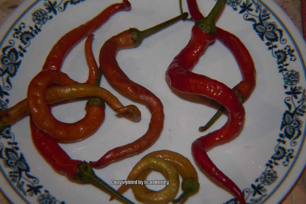 Photo of the fruit of Sweet Pepper (Capsicum annuum 'Sari Sivri Corbaci ...
