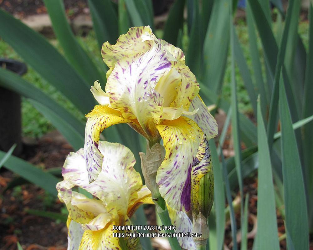 Broken Color Appreciation in the Irises forum - Garden.org