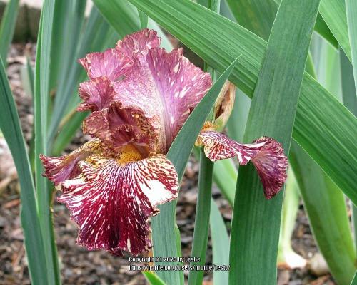 Broken Color Appreciation in the Irises forum - Garden.org