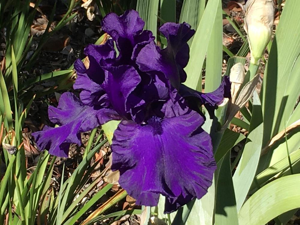 Photo of the bloom of Tall Bearded Iris (Iris 'Dusky Challenger ...