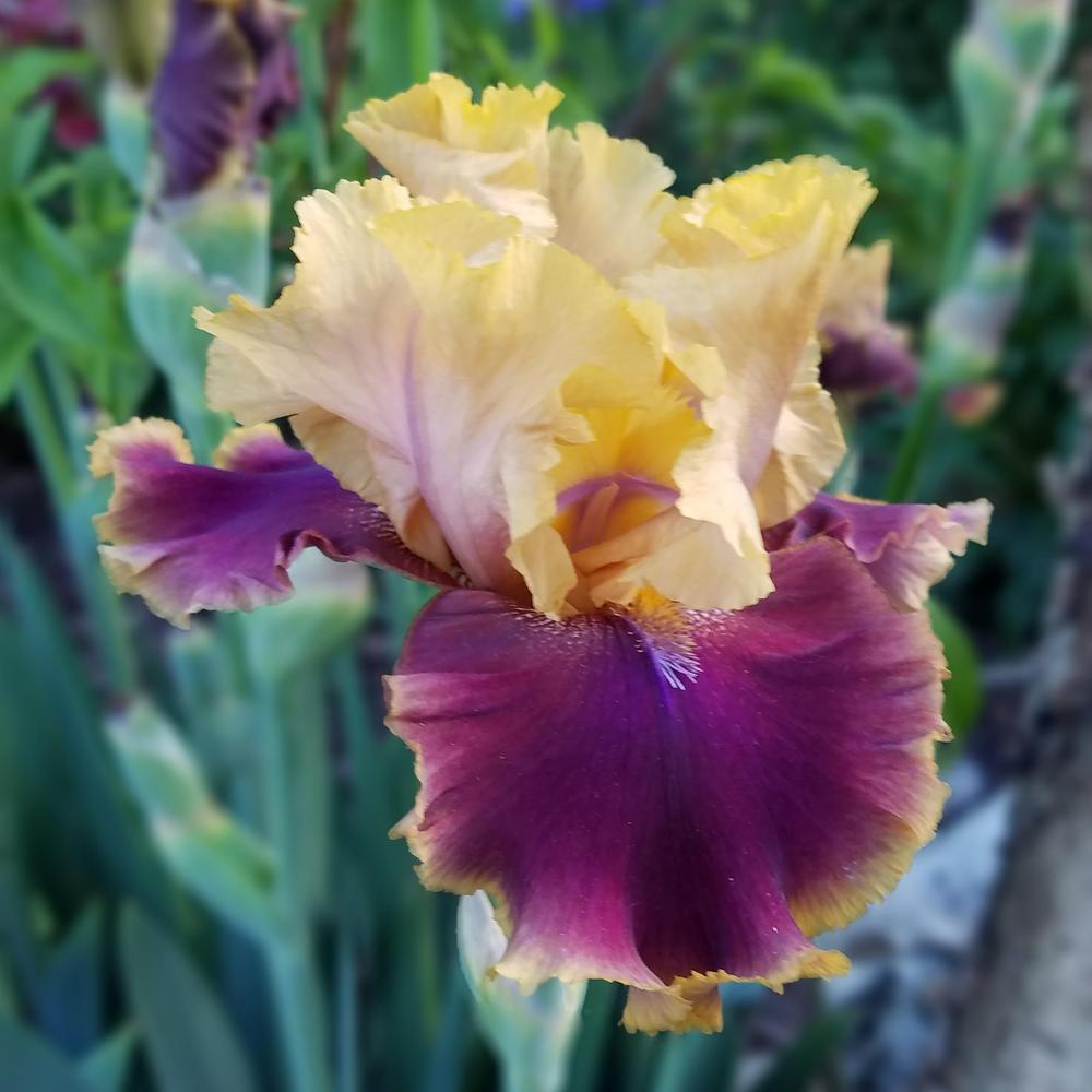 Photo of the bloom of Tall Bearded Iris (Iris 'North Rim') posted by ...