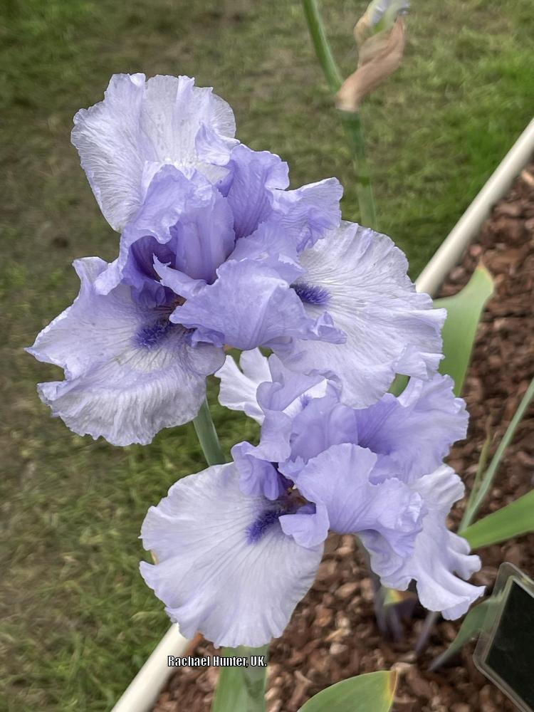 Photo of the bloom of Tall Bearded Iris (Iris 'Blue Trill') posted by ...