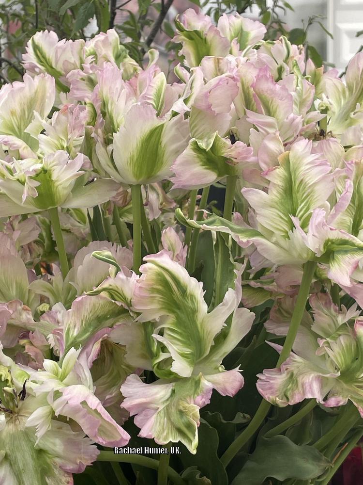 Parrot Tulip (Tulipa 'Green Wave') in the Tulips Database - Garden.org