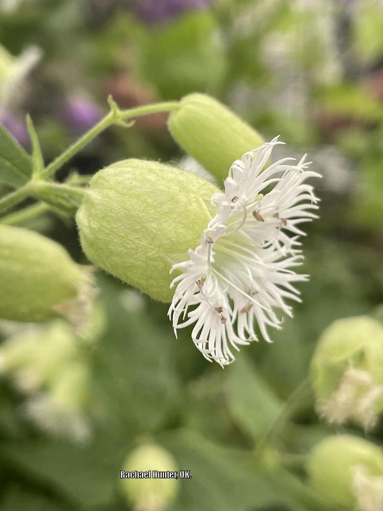 Photo of the bloom of Silene indica posted by RachaelHunter - Garden.org