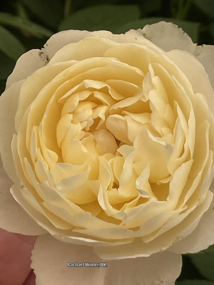 Photo of the bloom of Rose (Rosa 'Dannahue') posted by RachaelHunter ...